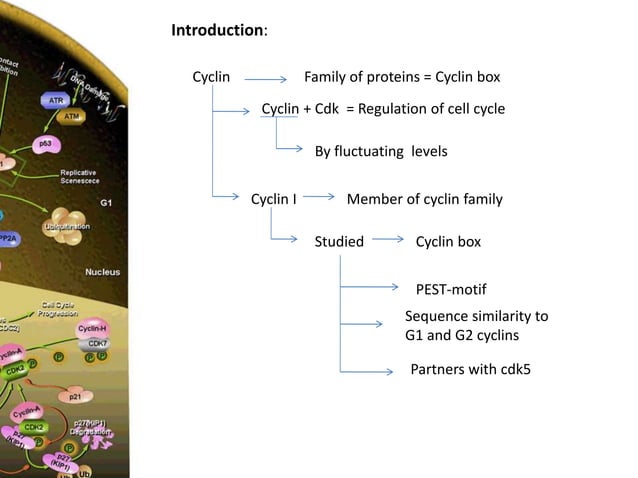 Cyclin I is involved in cell cycle progression! | PPTX