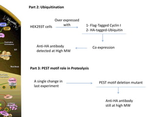 Cyclin I is involved in cell cycle progression! | PPTX