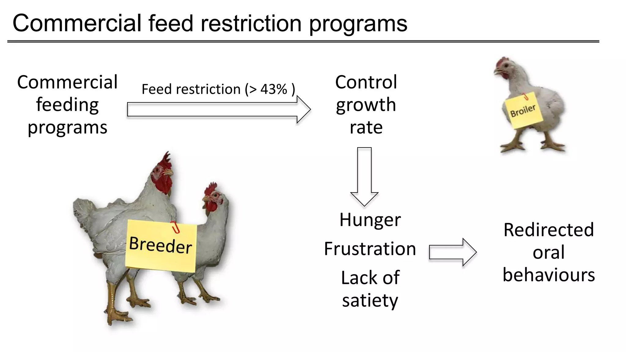 Stereotypic behavour in broiler breeders affected by alternative ...