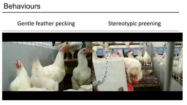 Stereotypic behavour in broiler breeders affected by alternative ...