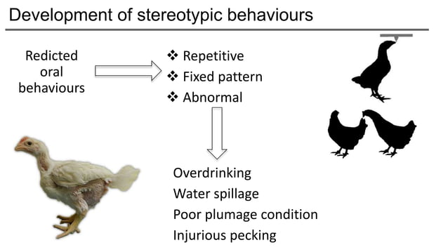 Stereotypic behavour in broiler breeders affected by alternative ...