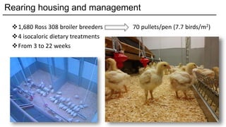 Stereotypic behavour in broiler breeders affected by alternative ...