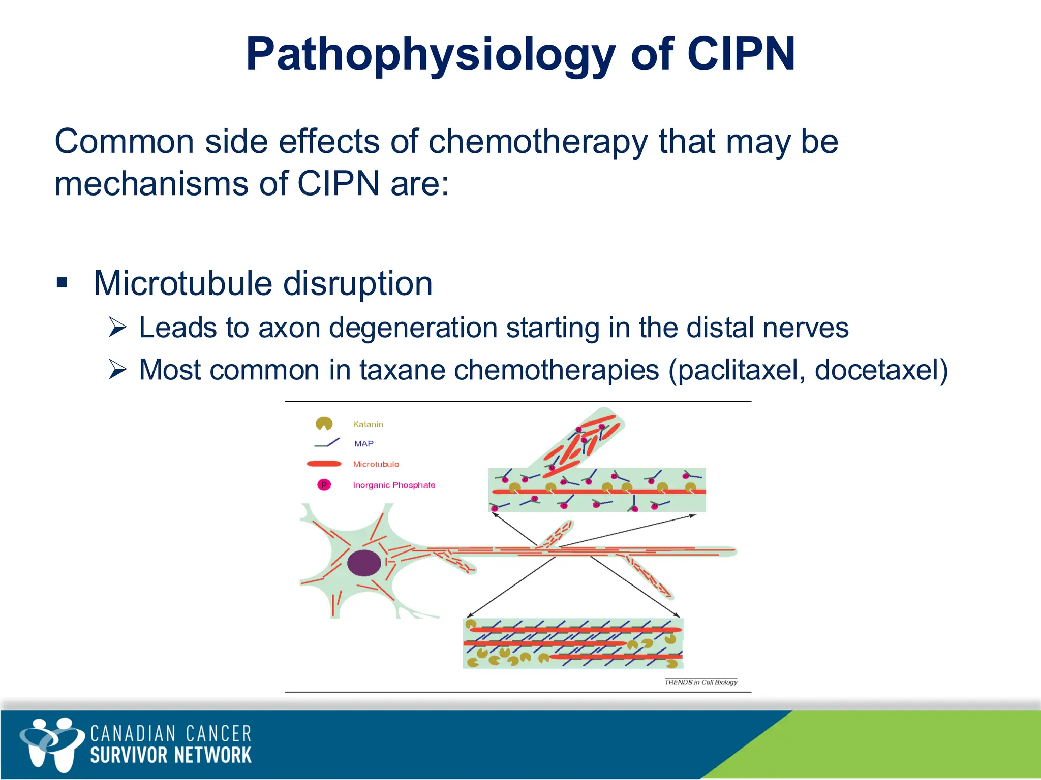 CCSN Webinar Chemotherapy induced peripheral neuropathy CIPN_Clean.pdf