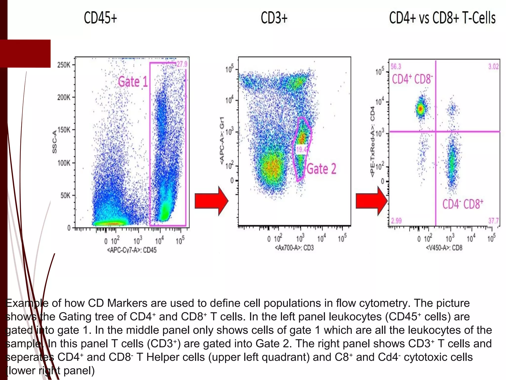 Clusters of differentiation (CDs) | PPT