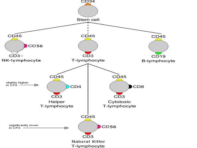 Clusters of differentiation (CDs) | PPT | Blood Disorders | Diseases ...
