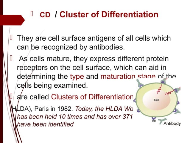 Clusters of differentiation (CDs)