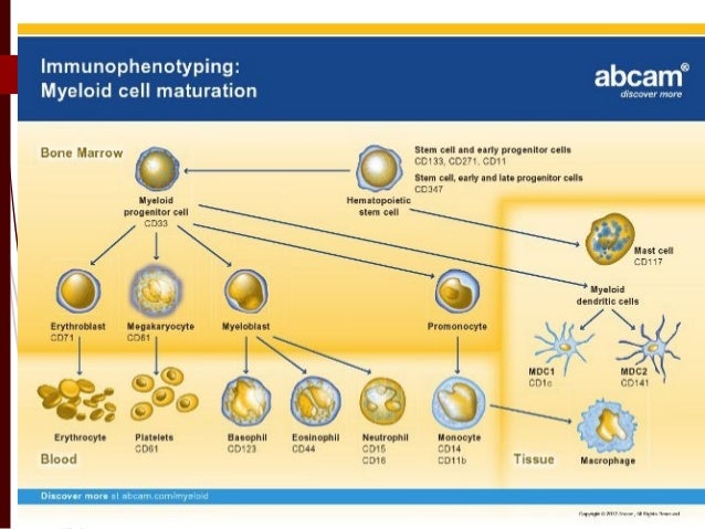 Clusters of differentiation (CDs)