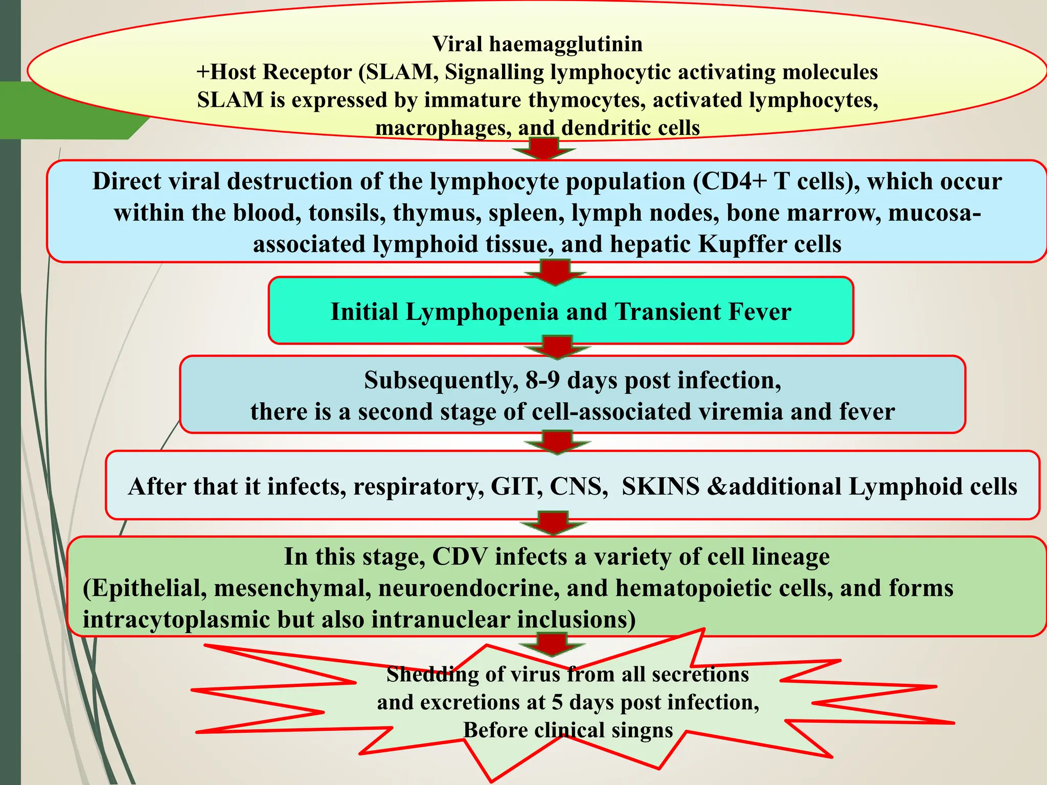 Canine distemper in dogs bihar veterinary college | PPTX