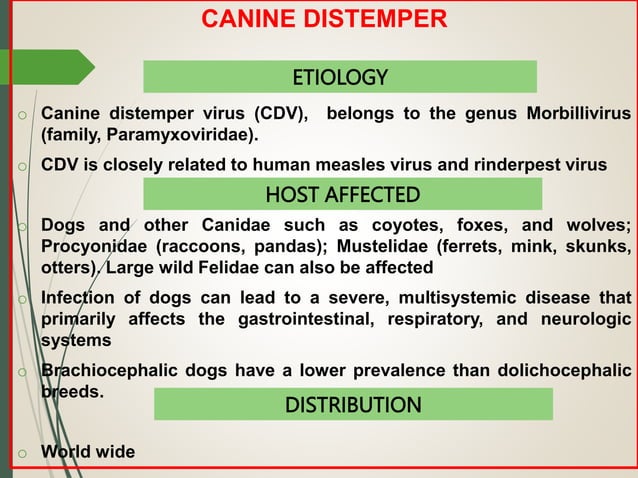 Canine distemper in dogs bihar veterinary college | PPTX | Infectious ...