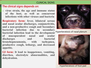 Canine distemper in dogs bihar veterinary college | PPTX | Infectious ...