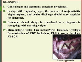 Canine distemper in dogs bihar veterinary college | PPTX | Infectious ...