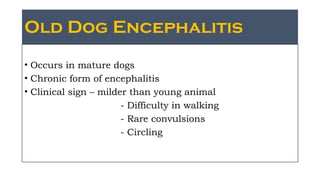 CANINE DISTMPER | PPTX