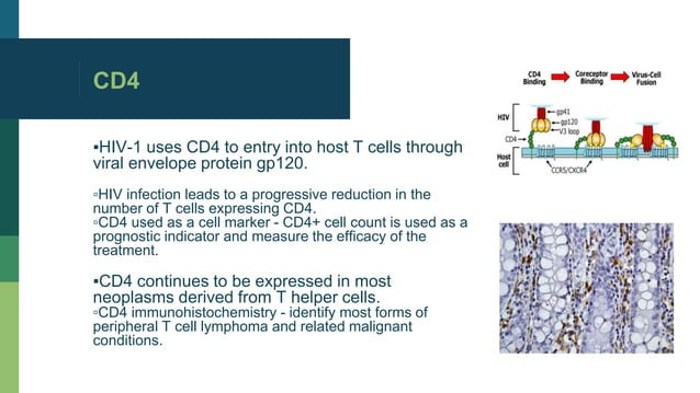 Cluster of differentiation | PPTX