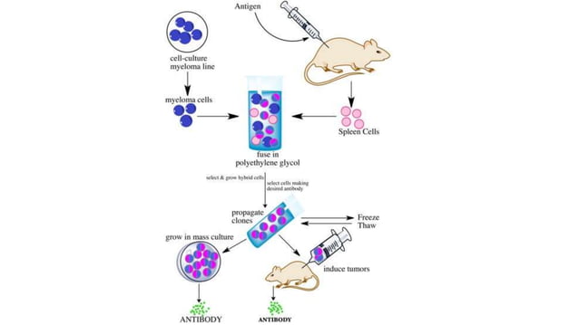 Cluster of differentiation | PPTX