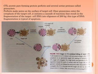 Cd4 and cd8 cells by RK | PDF | Lung and Respiratory Health | Diseases ...
