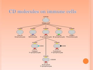 Cd4 and cd8 cells by RK | PDF