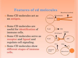 Cd4 and cd8 cells by RK | PDF