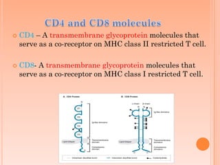 Cd4 and cd8 cells by RK | PDF