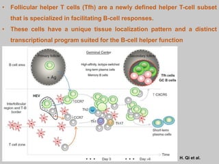 Cd4+ T cell- The 'quarterback' of Immune System. | PPTX