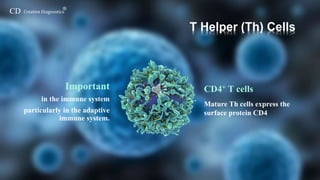 Cd4 t cell_differentiation | PPTX