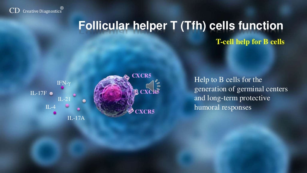 Cd4 t cell_differentiation