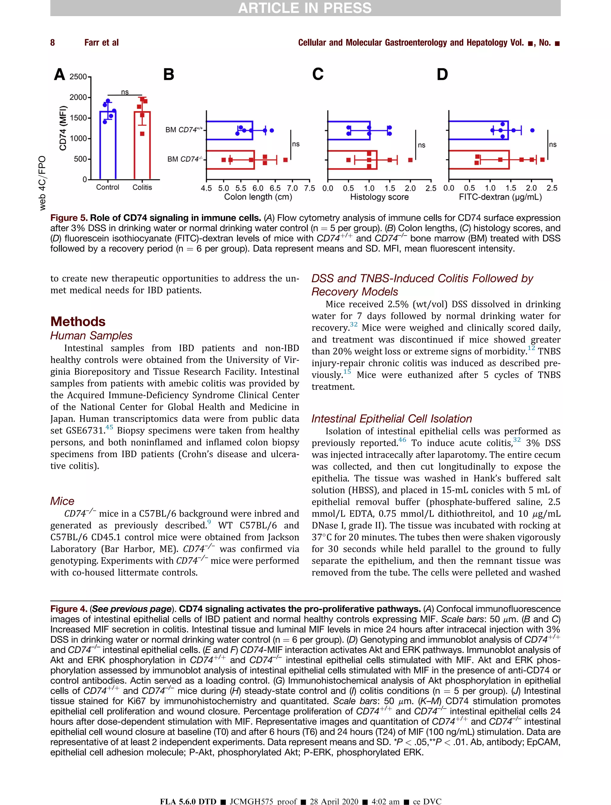 A study describing how the MIF cytokine/CD74 receptor pathway heals the ...