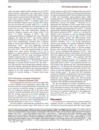 A study describing how the MIF cytokine/CD74 receptor pathway heals the ...