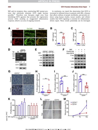 A study describing how the MIF cytokine/CD74 receptor pathway heals the ...