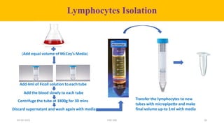 CDC-XM / Complement dependent cytotoxicity -crossmatch | PPTX
