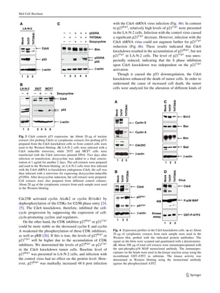 Cdc6 knockdown inhibits human neuroblastoma cell proliferation | PDF