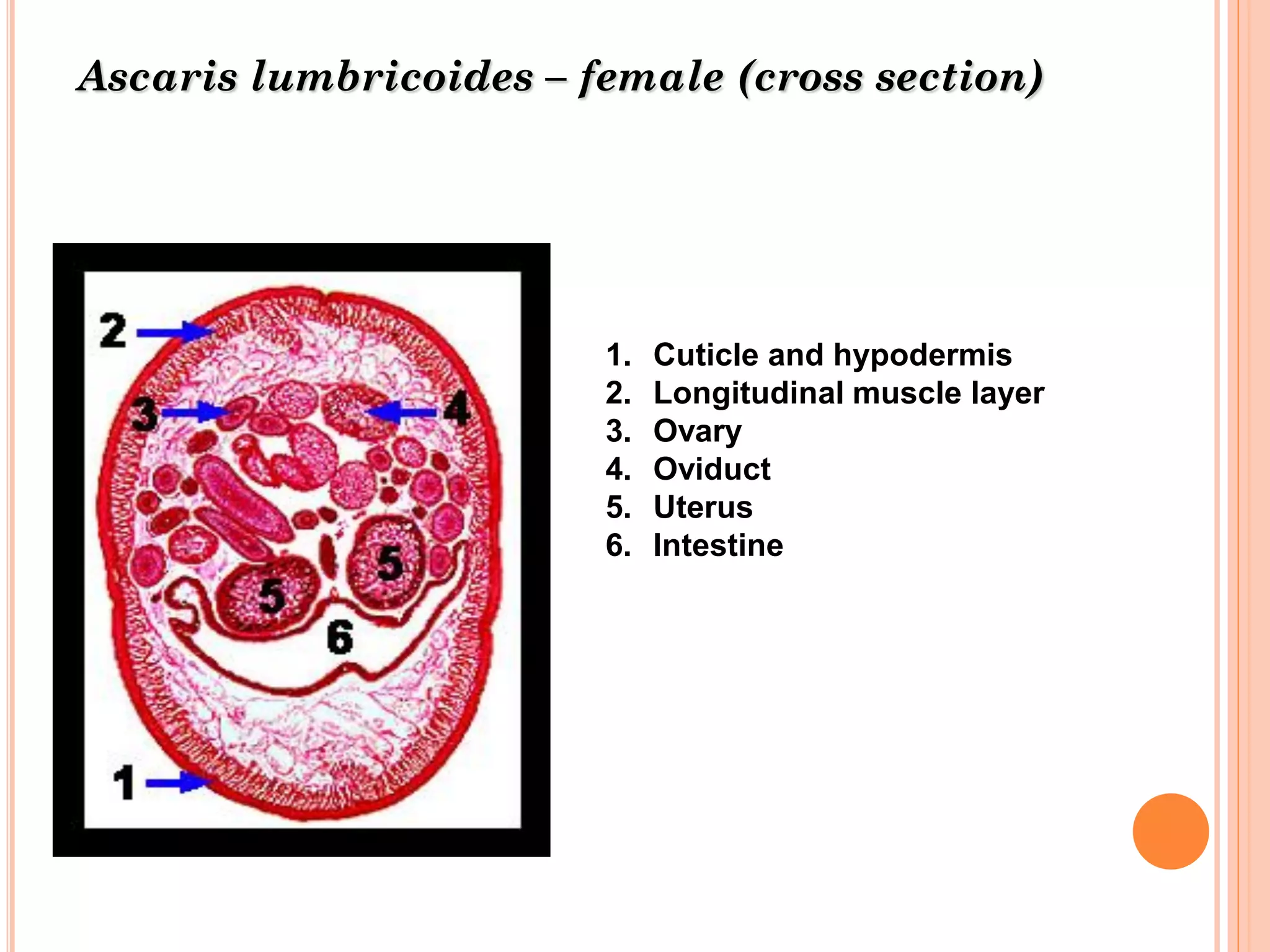 Cdc health and parasitology | PDF