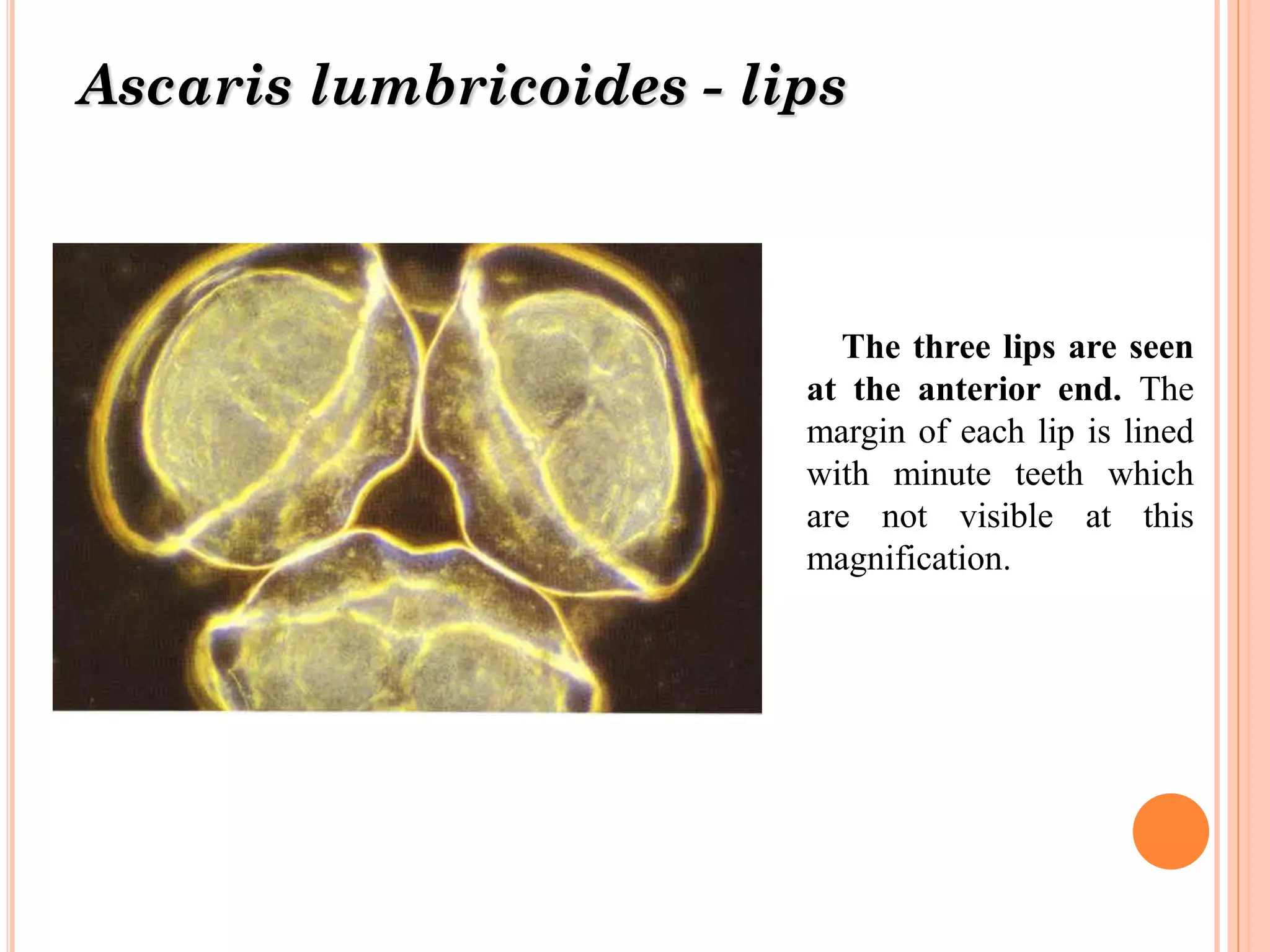 Cdc health and parasitology | PDF