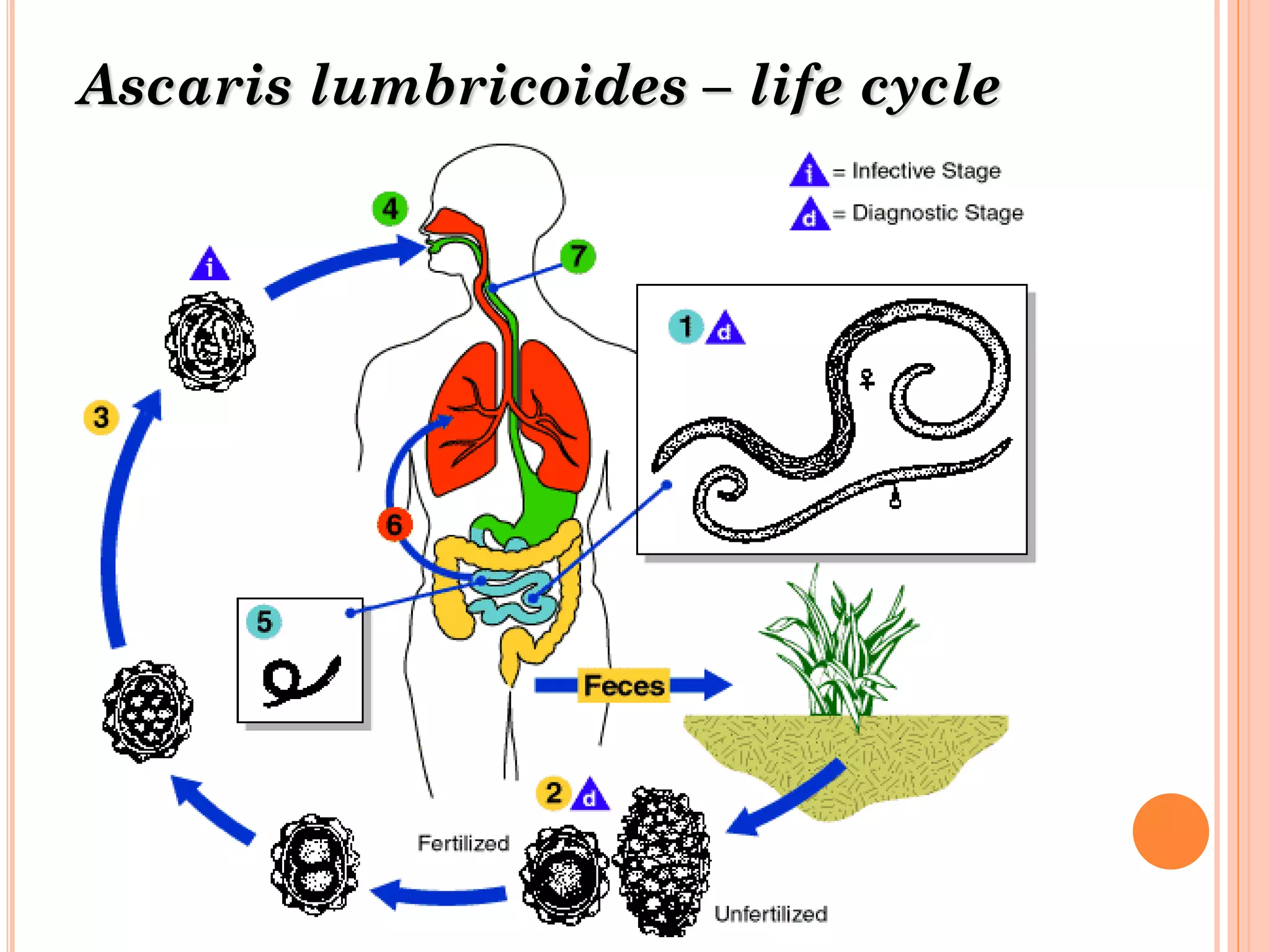 Cdc health and parasitology | PDF
