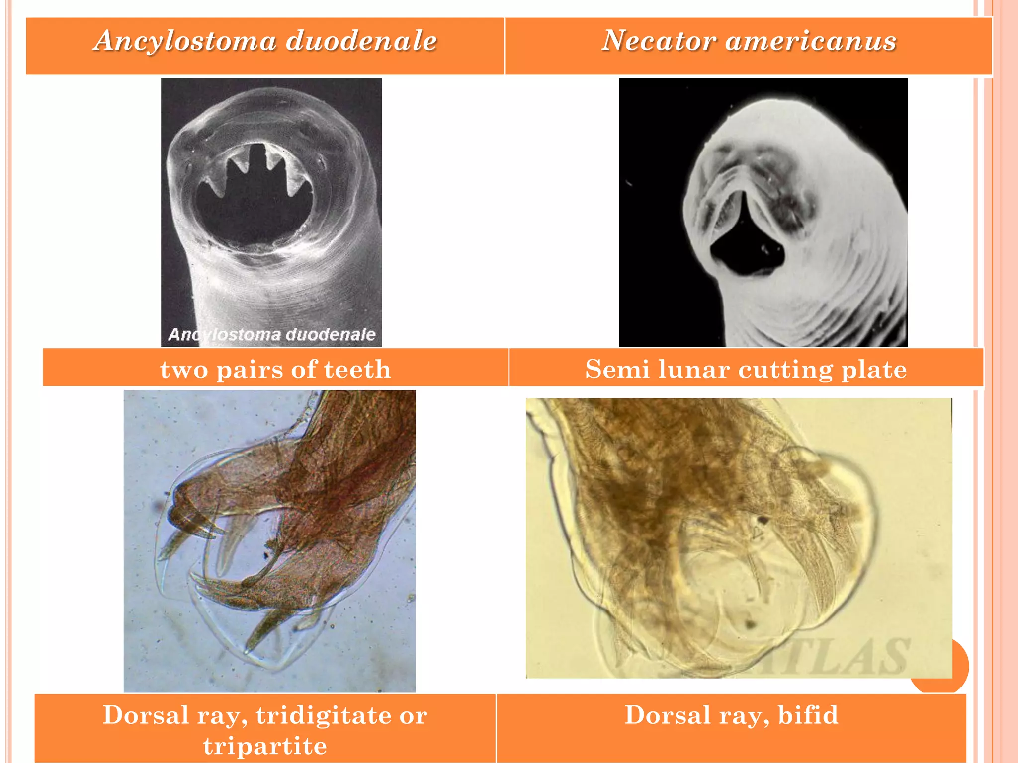 Cdc health and parasitology | PDF