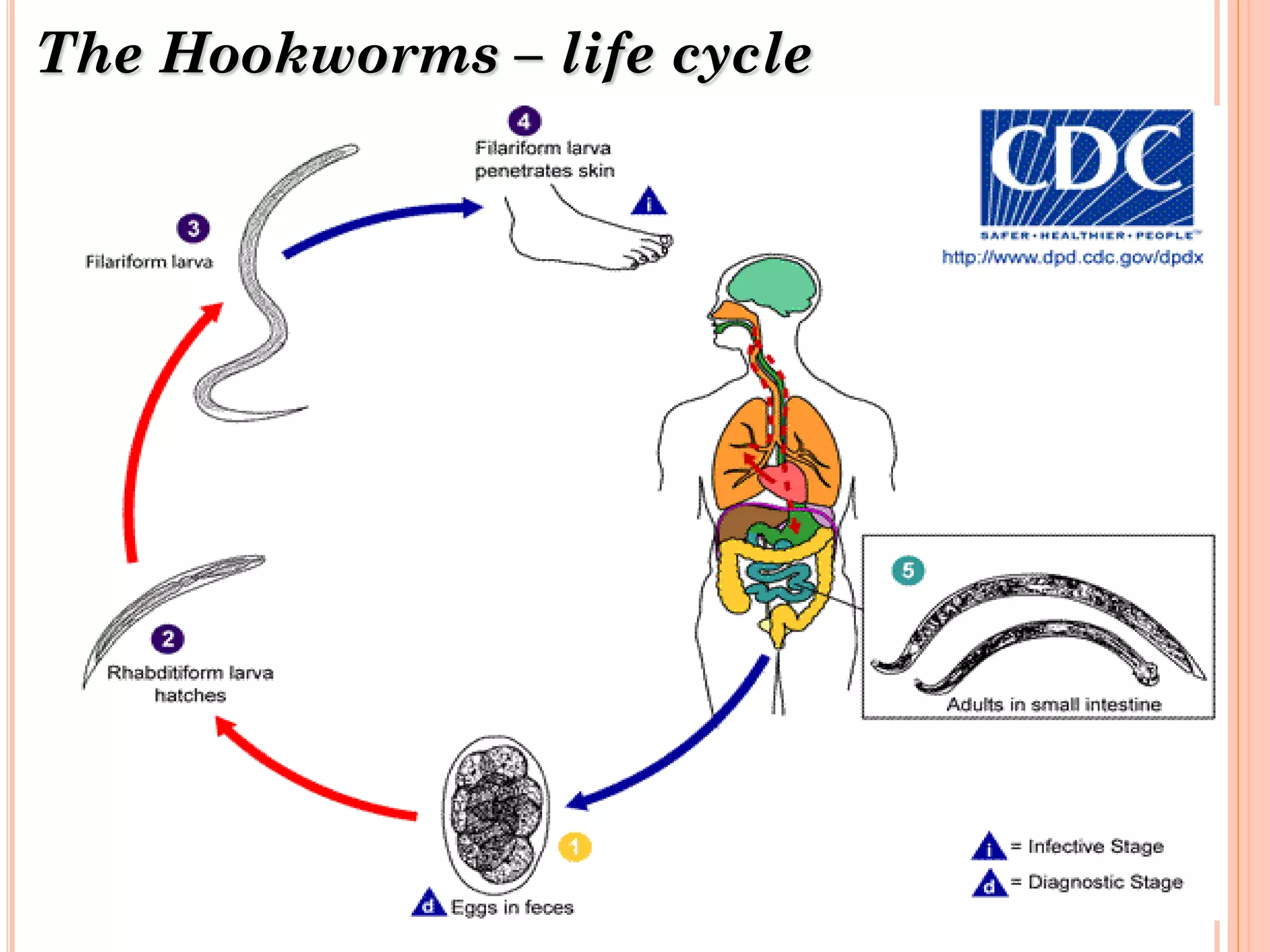 Cdc health and parasitology | PDF
