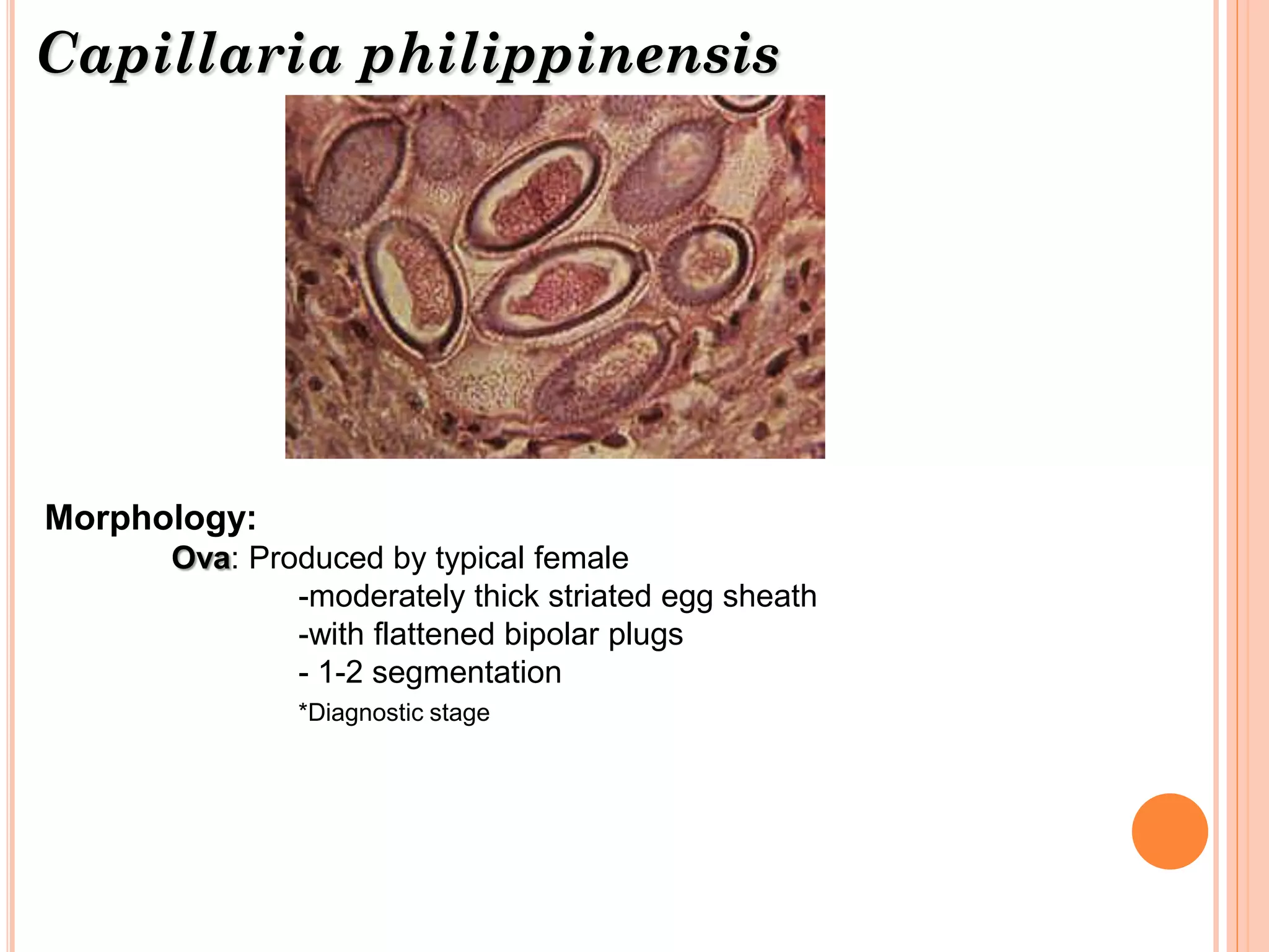 Cdc health and parasitology | PDF