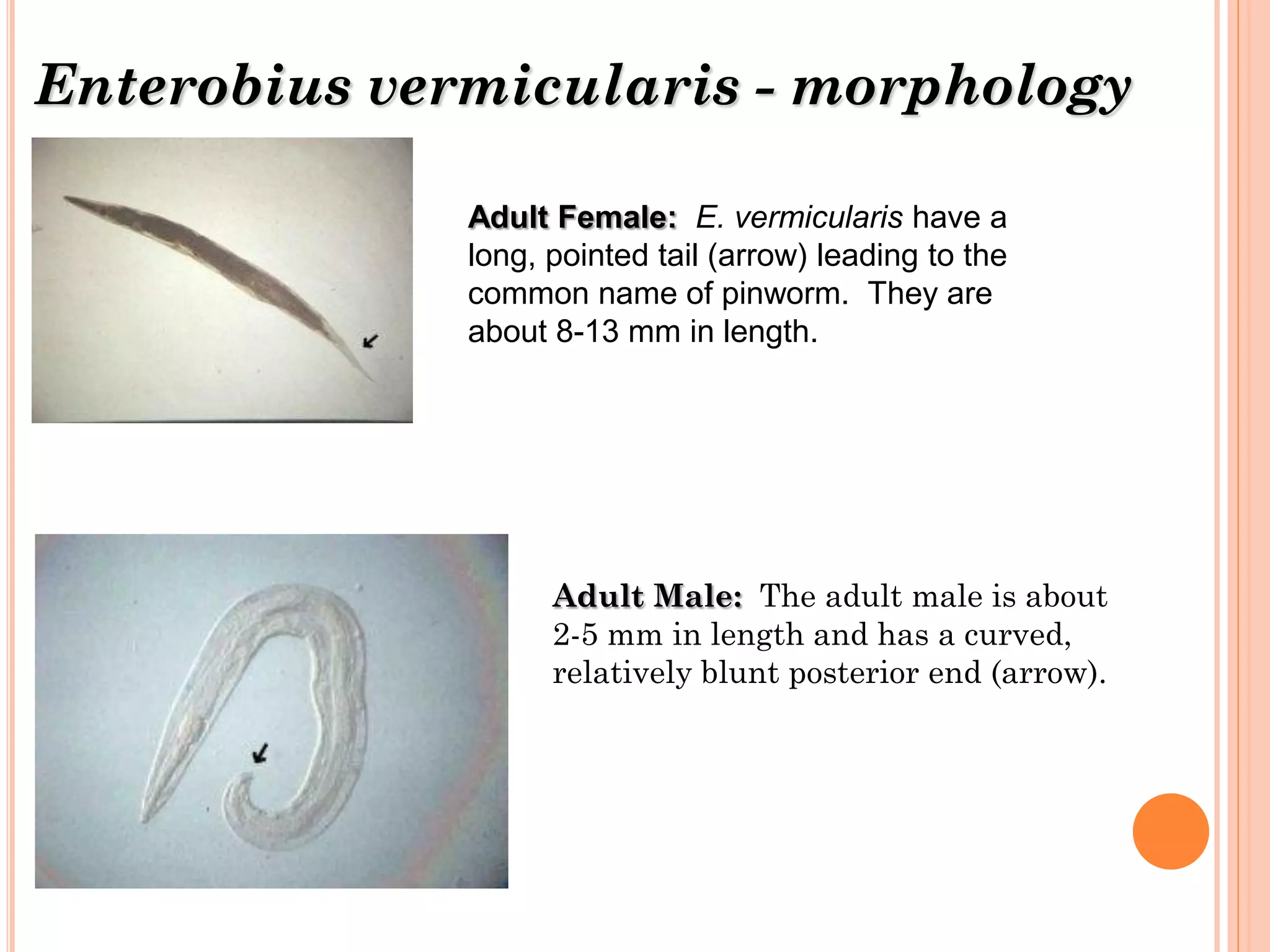 Cdc health and parasitology | PDF