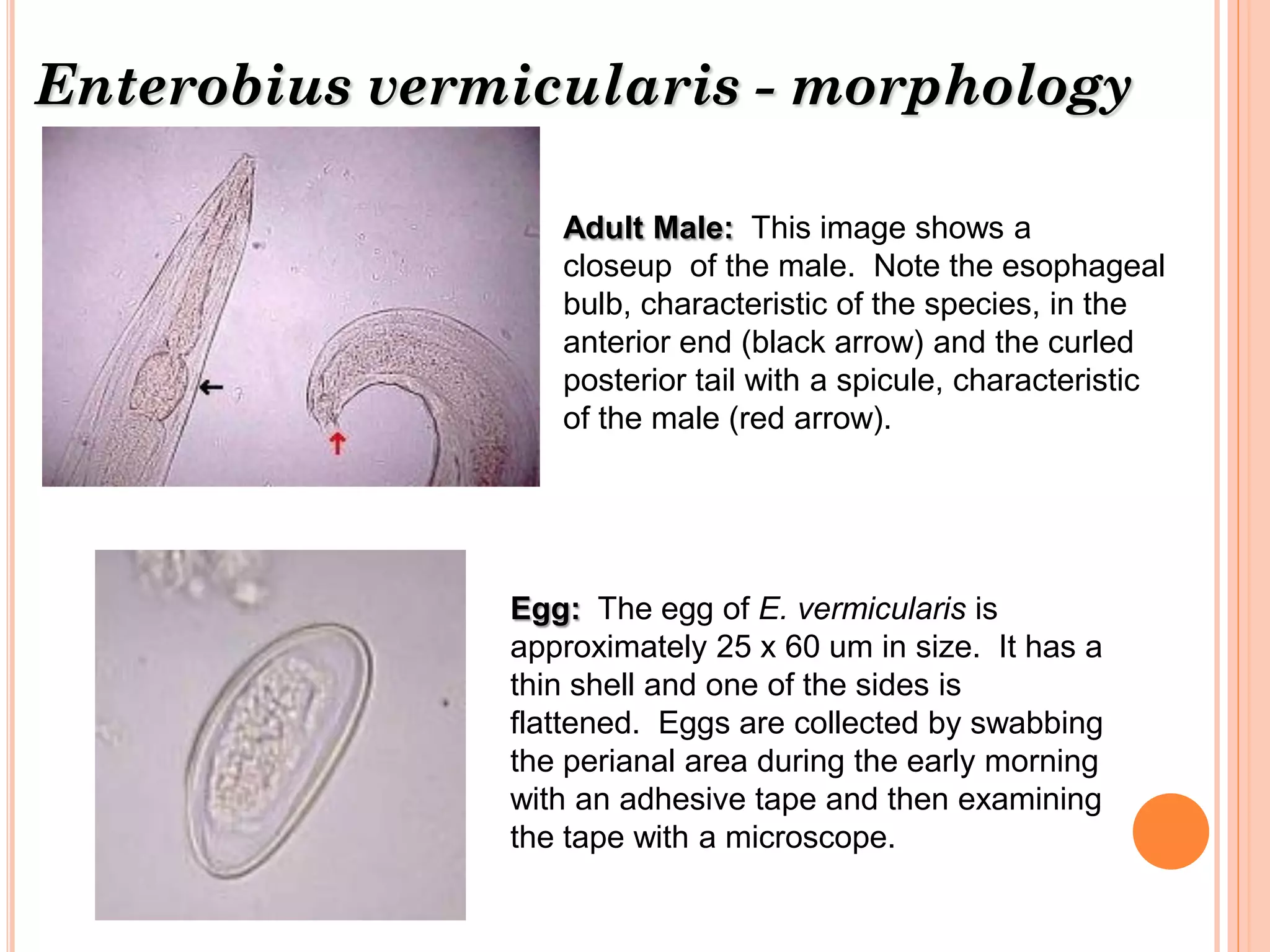 Cdc health and parasitology | PDF
