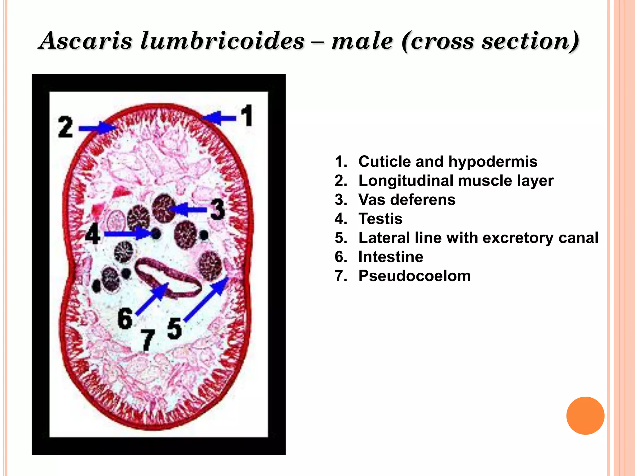 Cdc health and parasitology | PDF