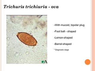 Capillaria Hepatica Egg