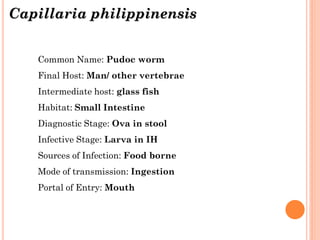 Capillaria Philippinensis