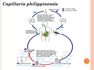 Capillaria Philippinensis Life Cycle