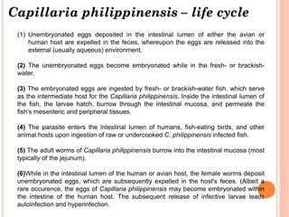 Capillaria Philippinensis Life Cycle