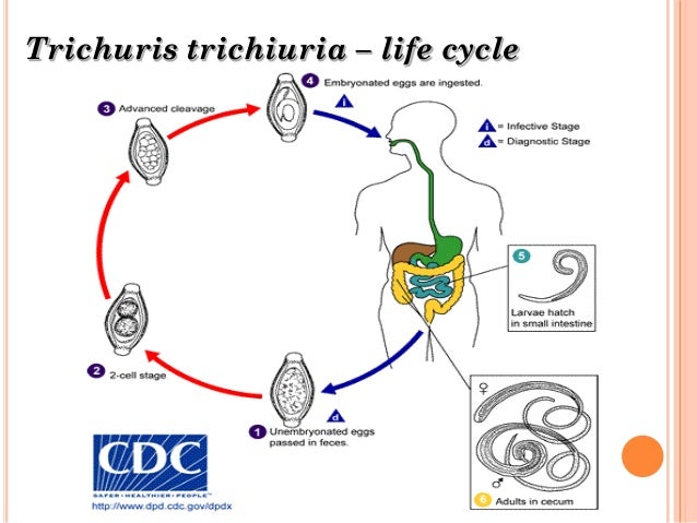 Cdc health and parasitology