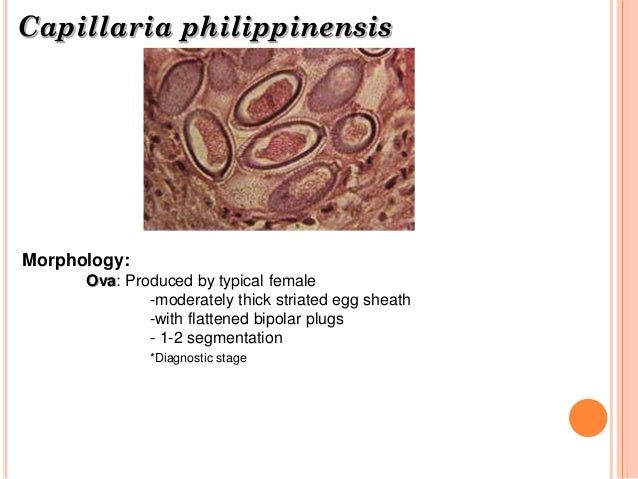 Cdc health and parasitology