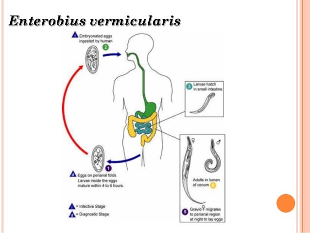 Cdc health and parasitology
