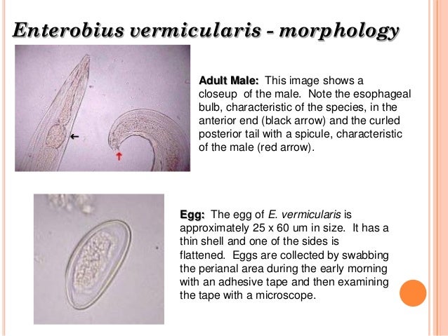 Cdc health and parasitology