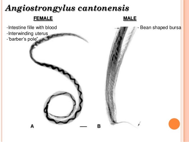 Cdc health and parasitology