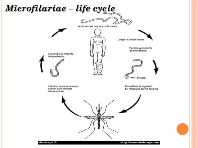 Cdc health and parasitology