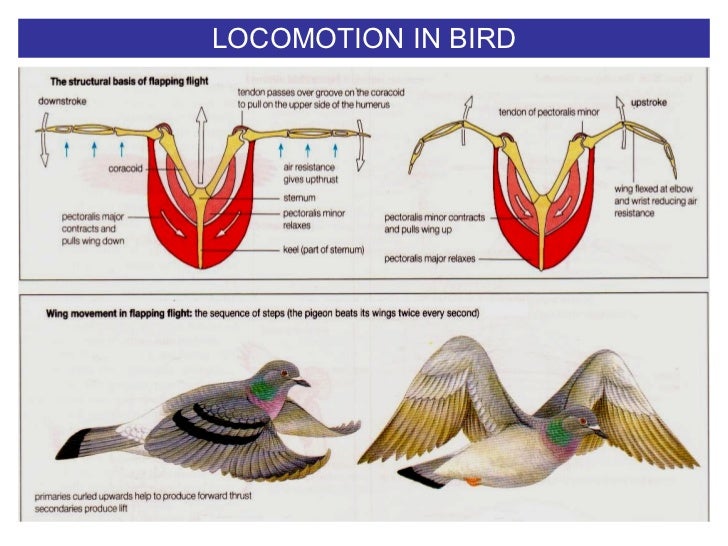 Cd F5 Rangka Pergerakan